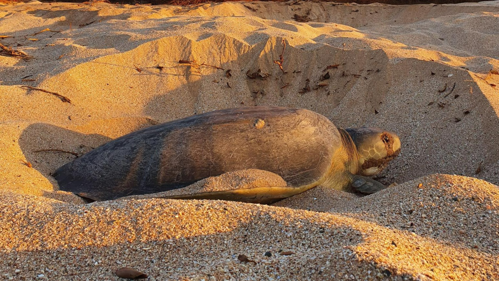 Conserving our ancient mariners
