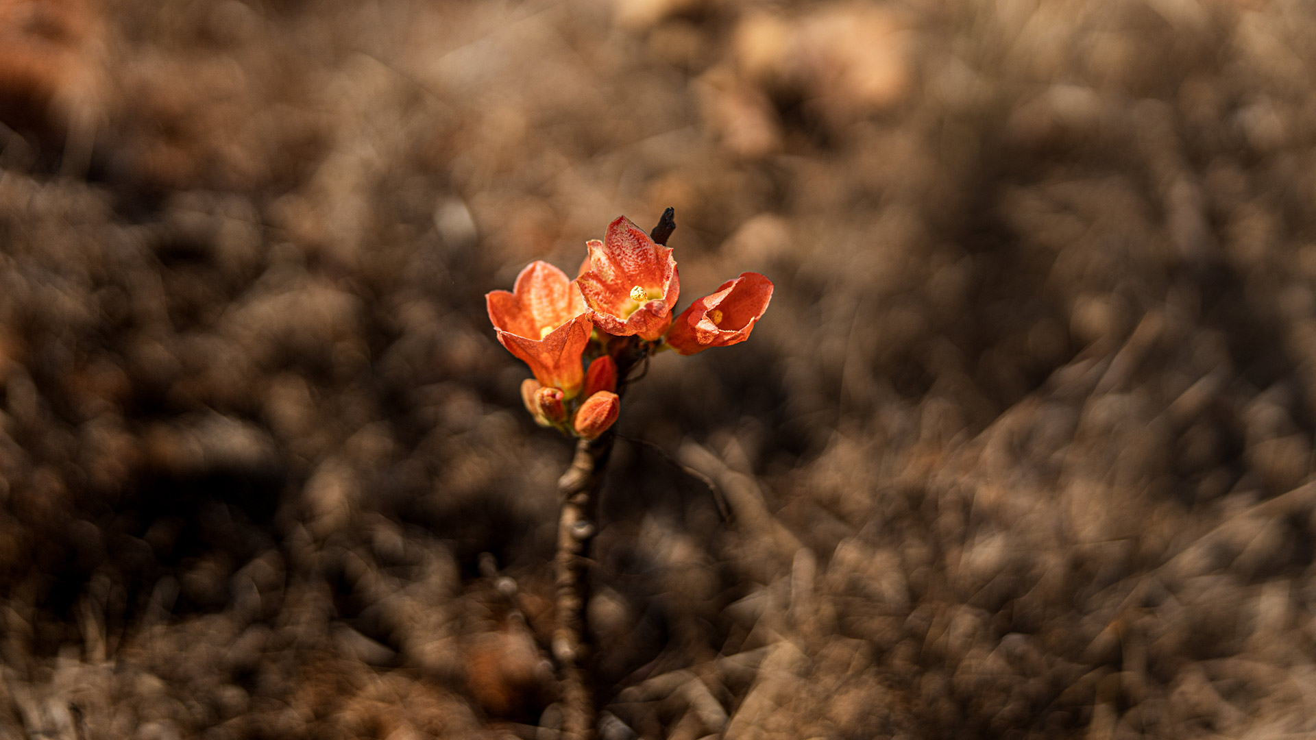 Forming genuine cultural connections